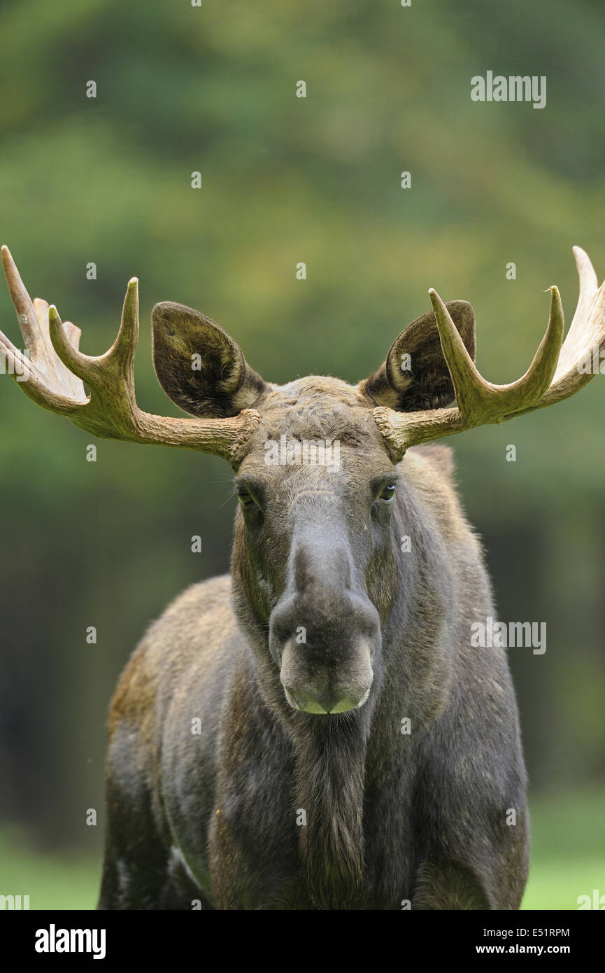 European moose, Alces alces Stock Photo - Alamy
