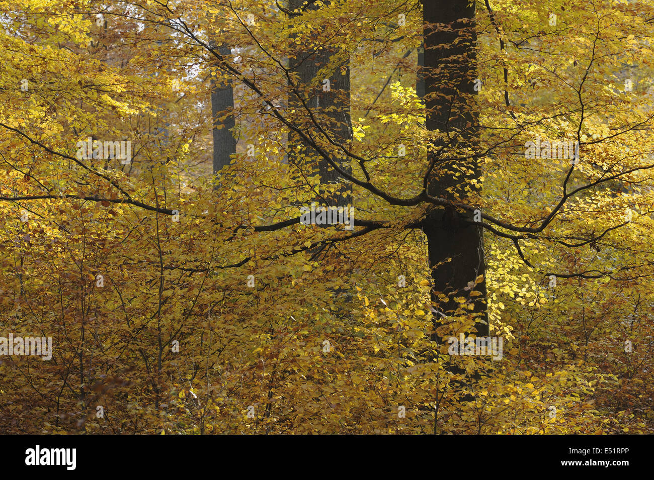 Spessart forest hi-res stock photography and images - Alamy