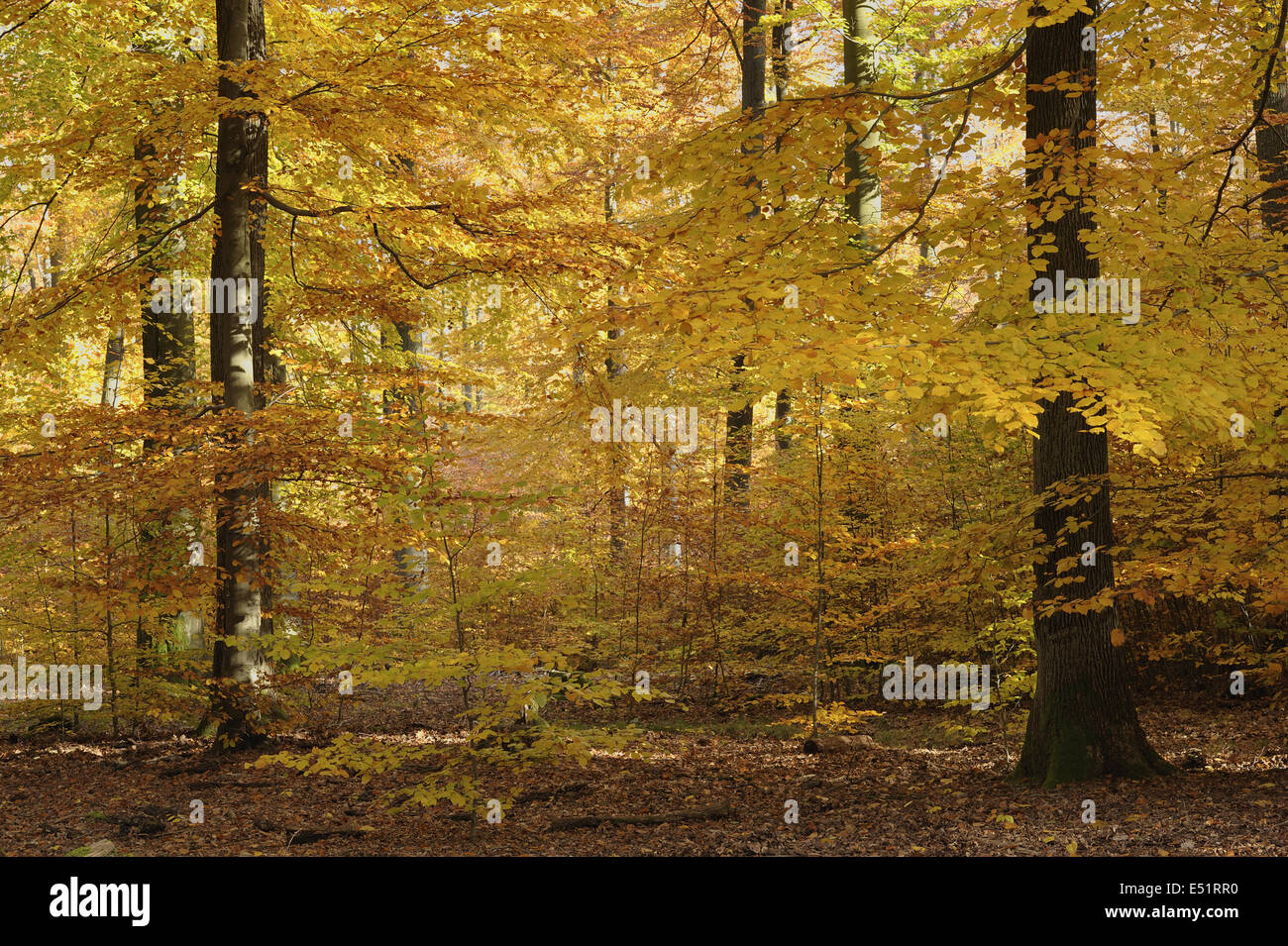 Spessart forest hi-res stock photography and images - Alamy