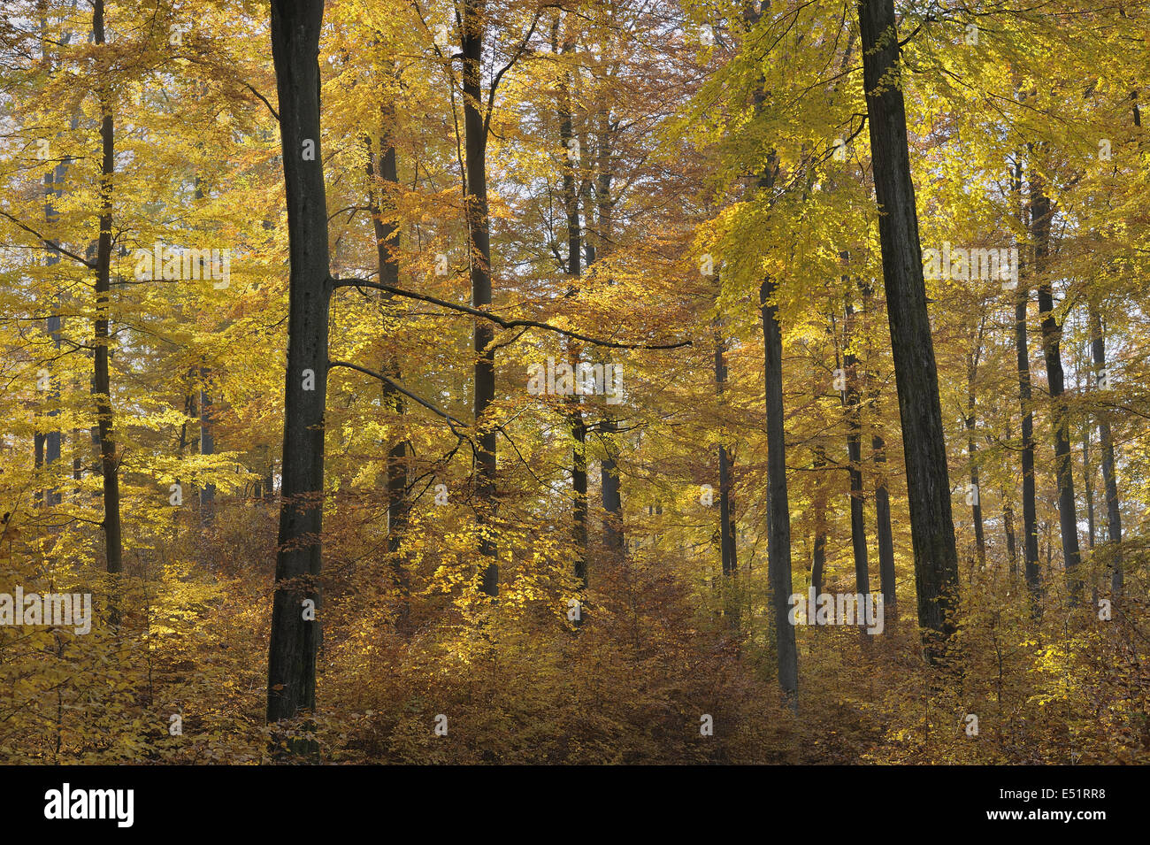Beech forest in autumn, Spessart, Germany Stock Photo - Alamy