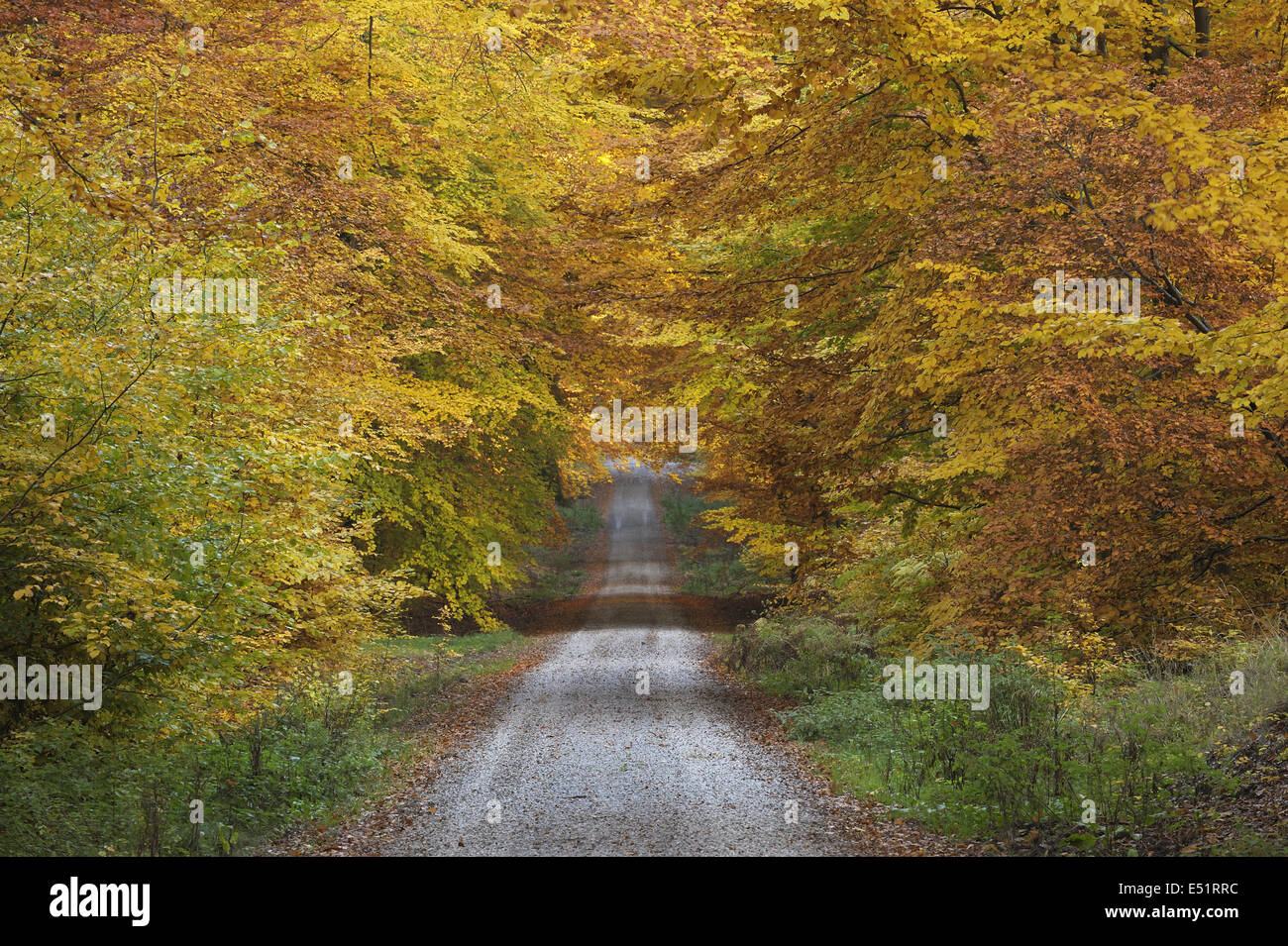 Forest path with beech trees hi-res stock photography and images - Alamy