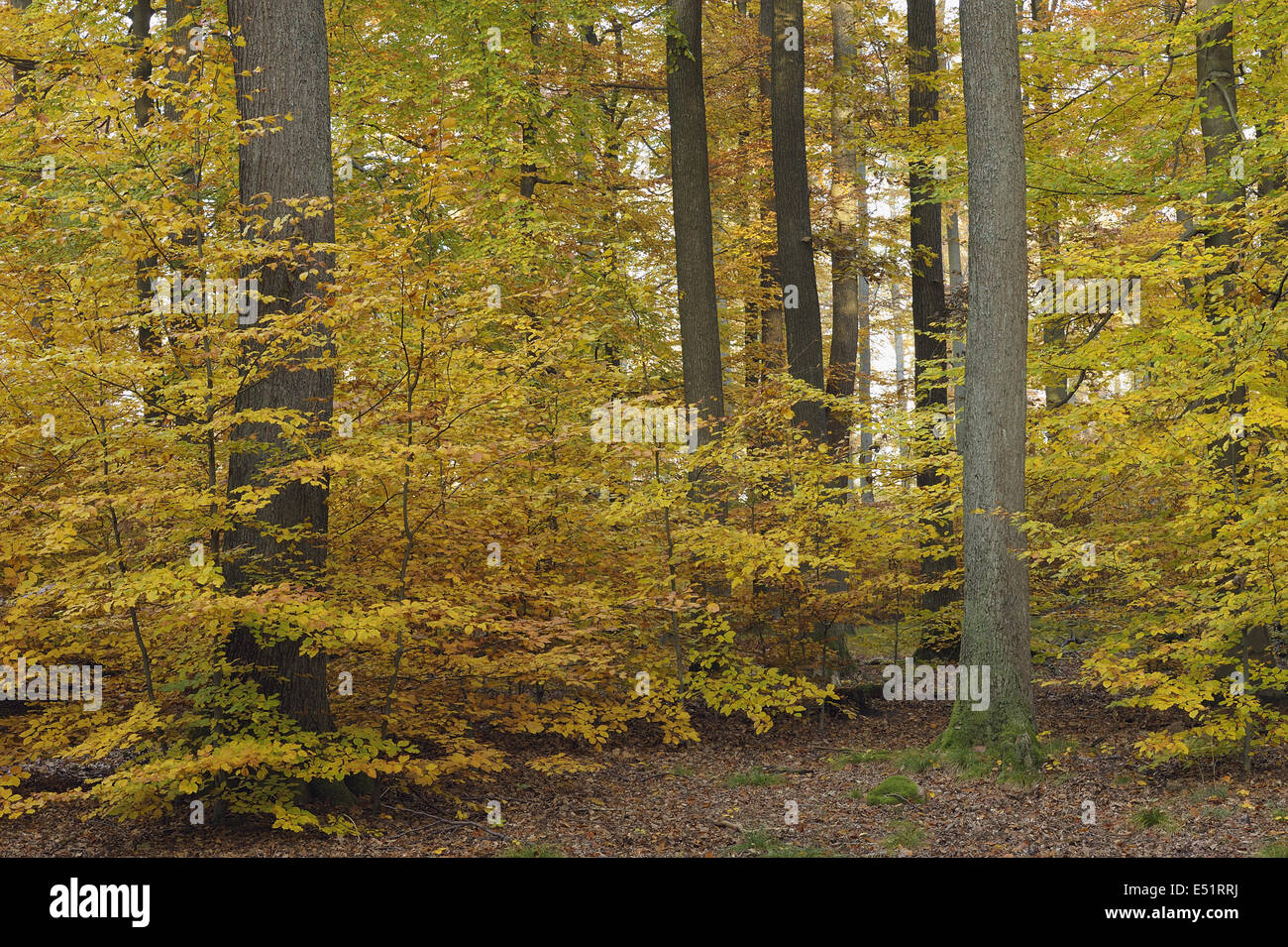 Beech forest, Germany Stock Photo - Alamy