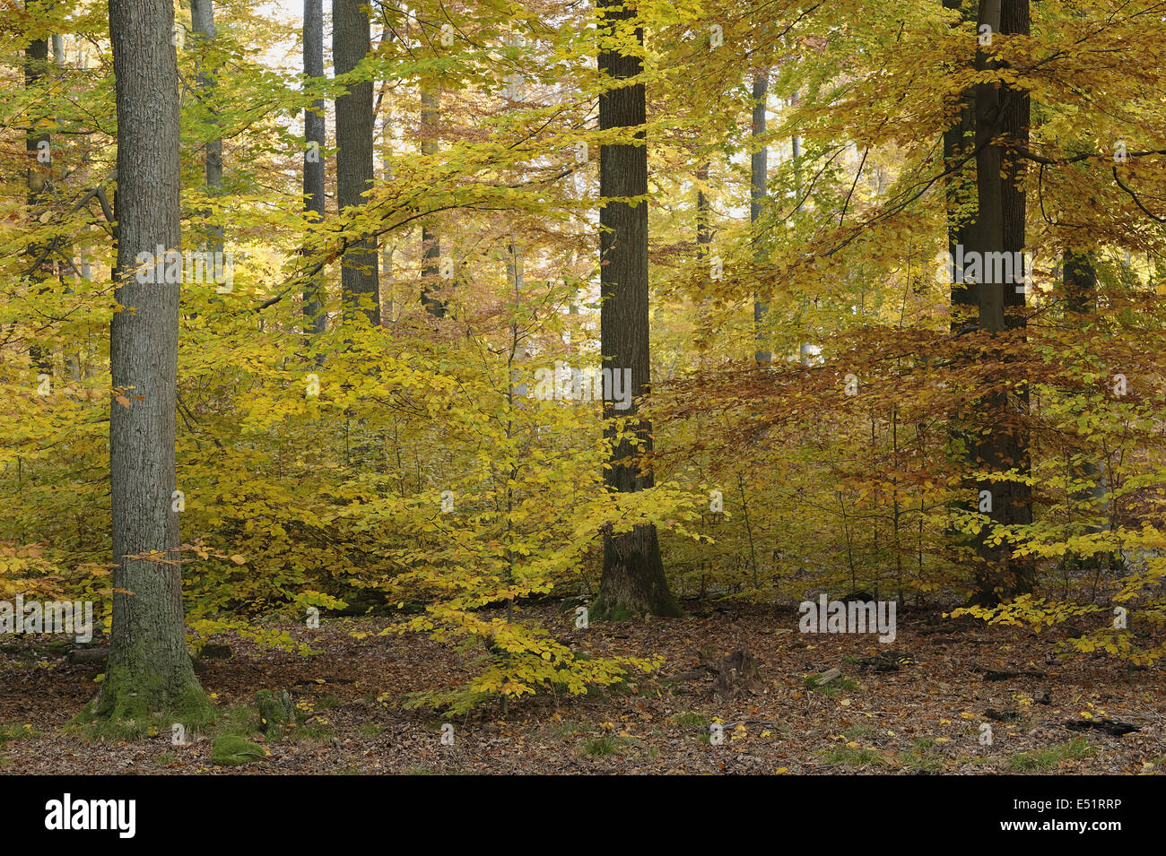 Beech forest in autumn, Spessart, Germany Stock Photo - Alamy