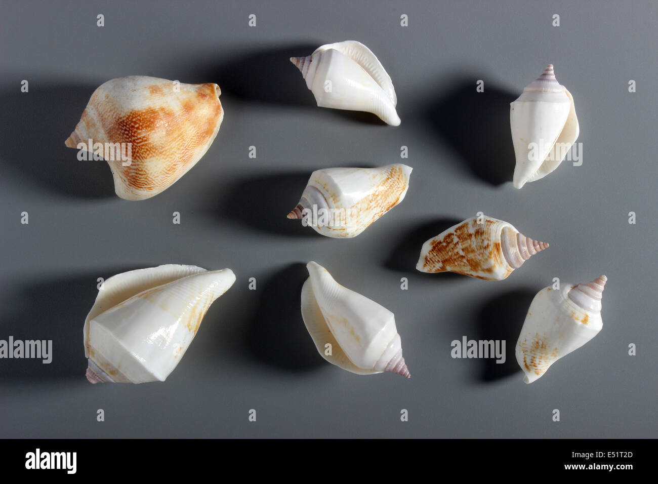 Dog Conch High Resolution Stock Photography and Images - Alamy