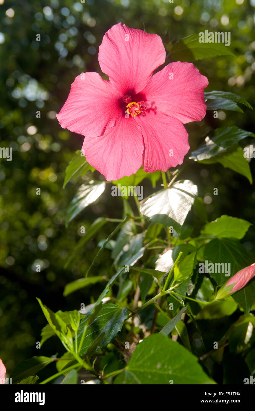 flowers in the foreground Stock Photo - Alamy