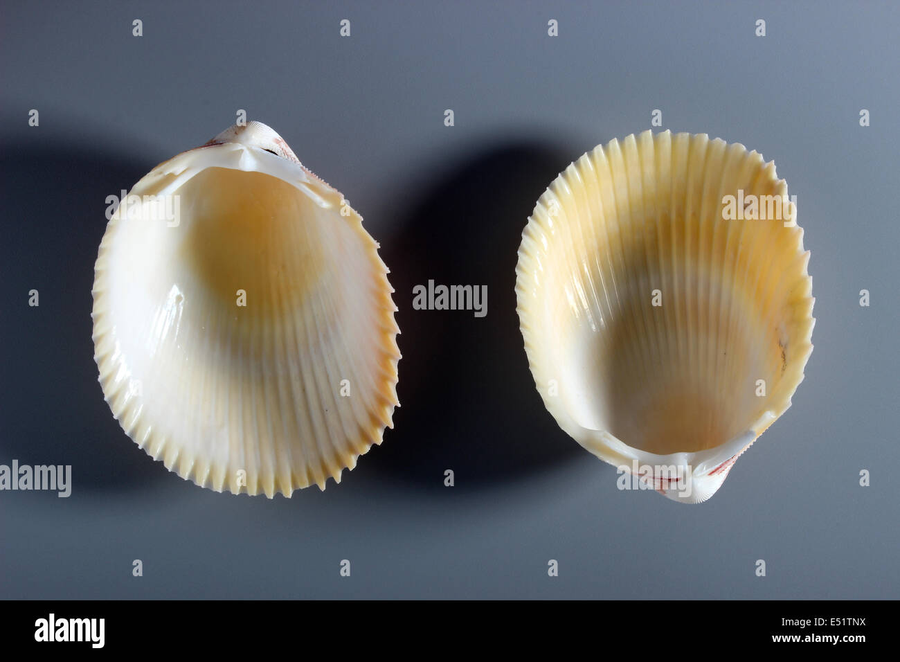 Cockle shells hi-res stock photography and images - Alamy