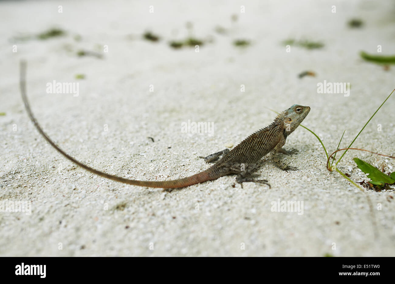 Maldives lizard hi-res stock photography and images - Alamy