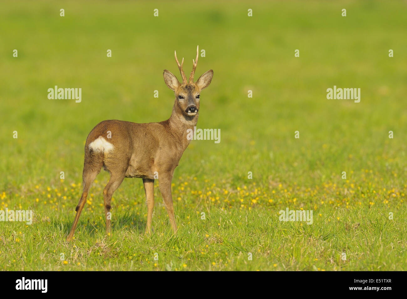 Capreolus capreolus hi-res stock photography and images - Alamy