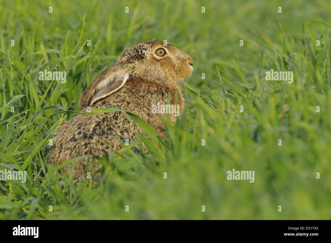 European brown hare, Germany Stock Photo - Alamy