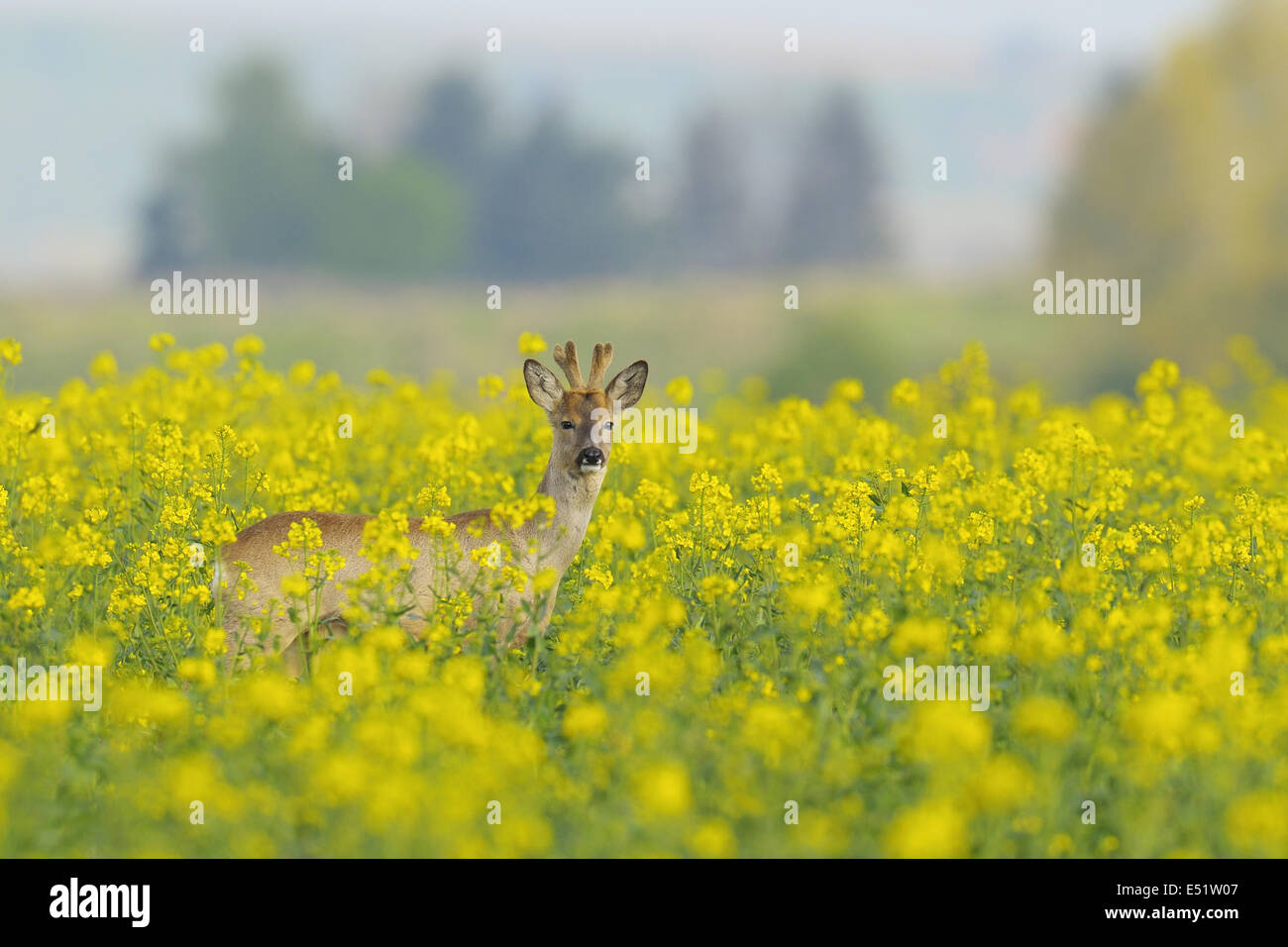 Roebuck in canola field, Germany Stock Photo - Alamy
