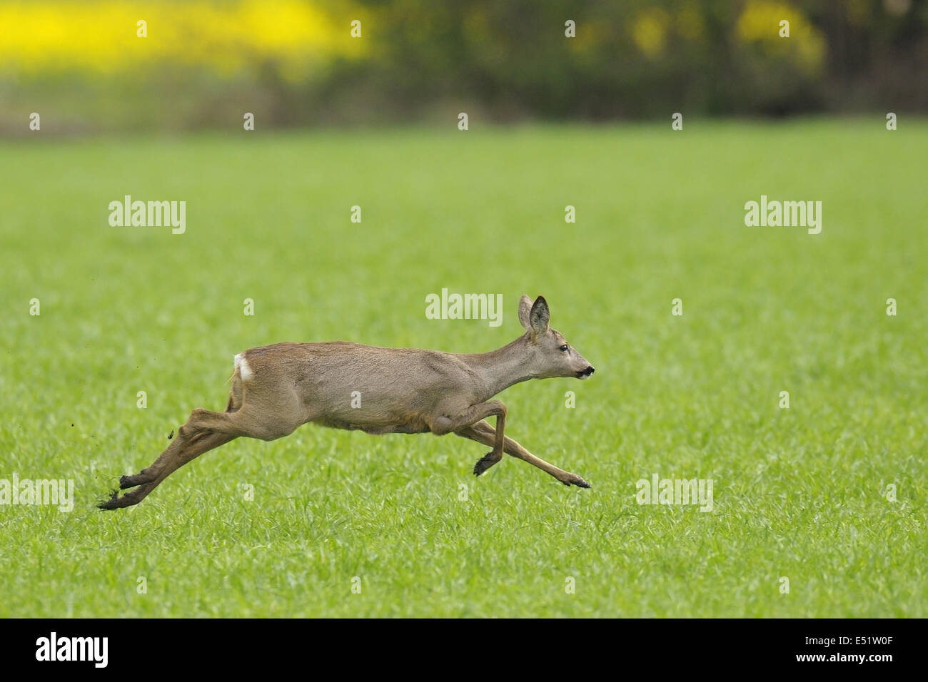 Roe deer, Germany Stock Photo - Alamy