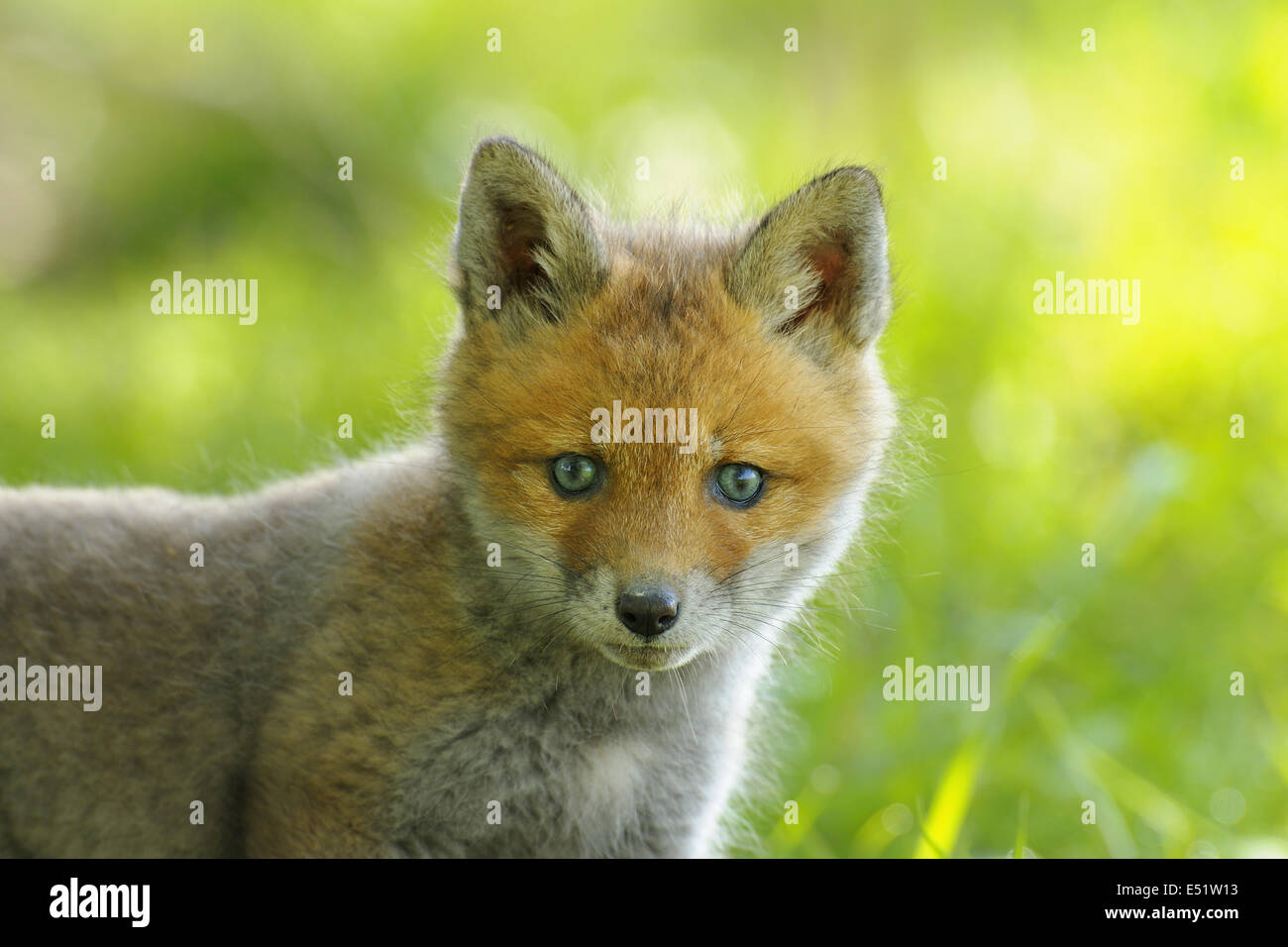Young Red Fox, Germany Stock Photo - Alamy