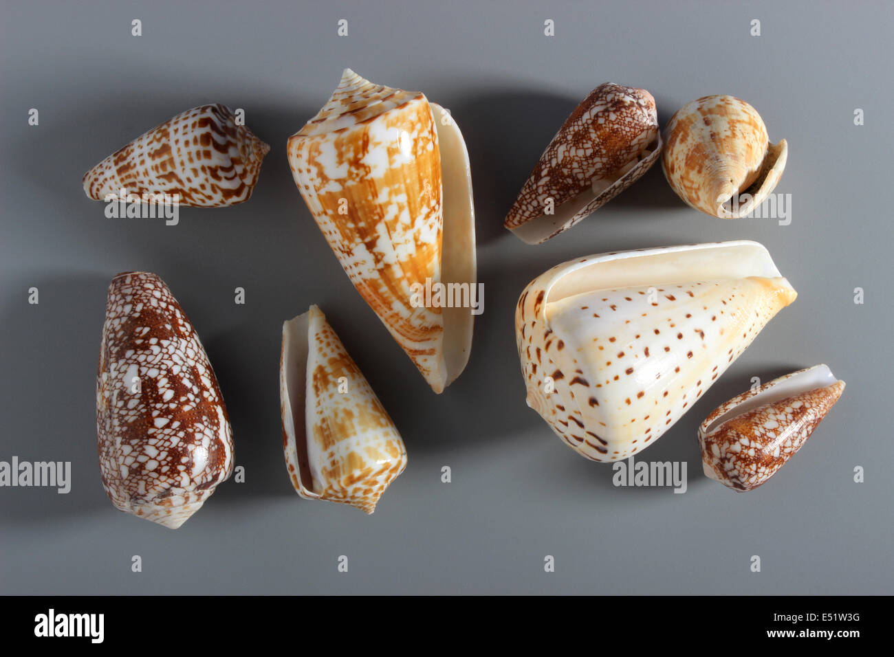 Cone Snail Stock Photos & Cone Snail Stock Images - Alamy