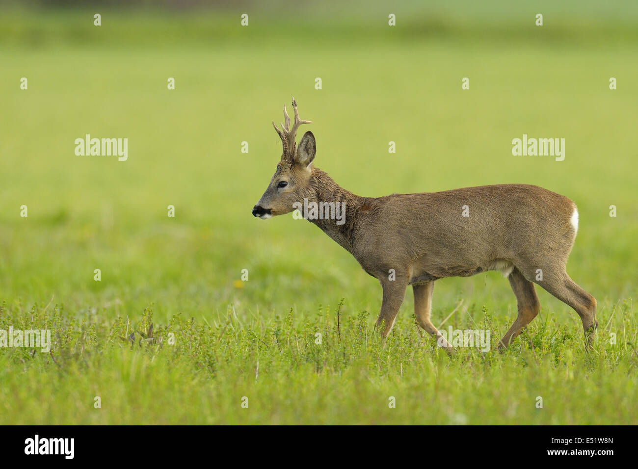 Roebuck wildlife hi-res stock photography and images - Alamy