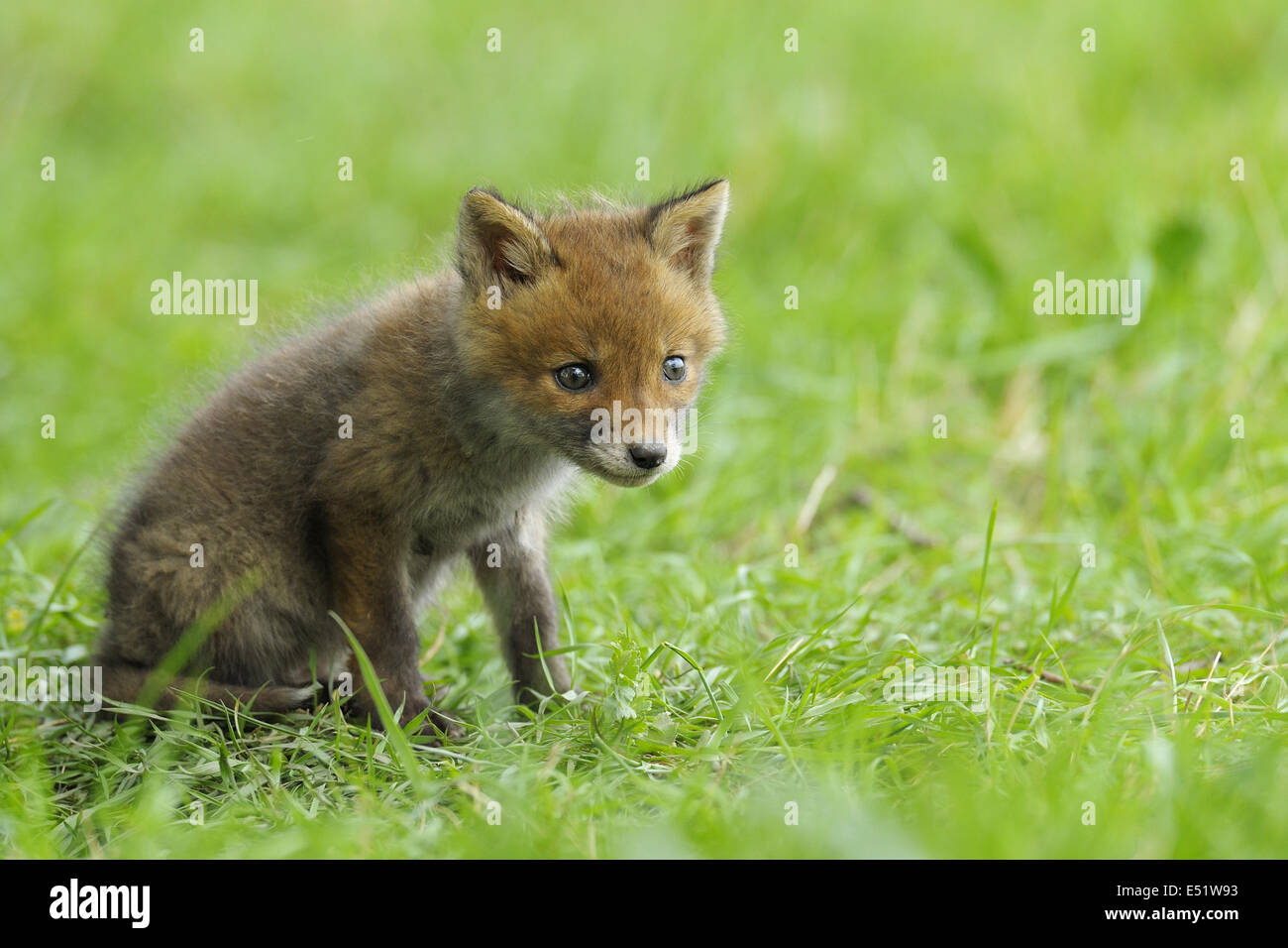 Young Red Fox, Germany Stock Photo - Alamy