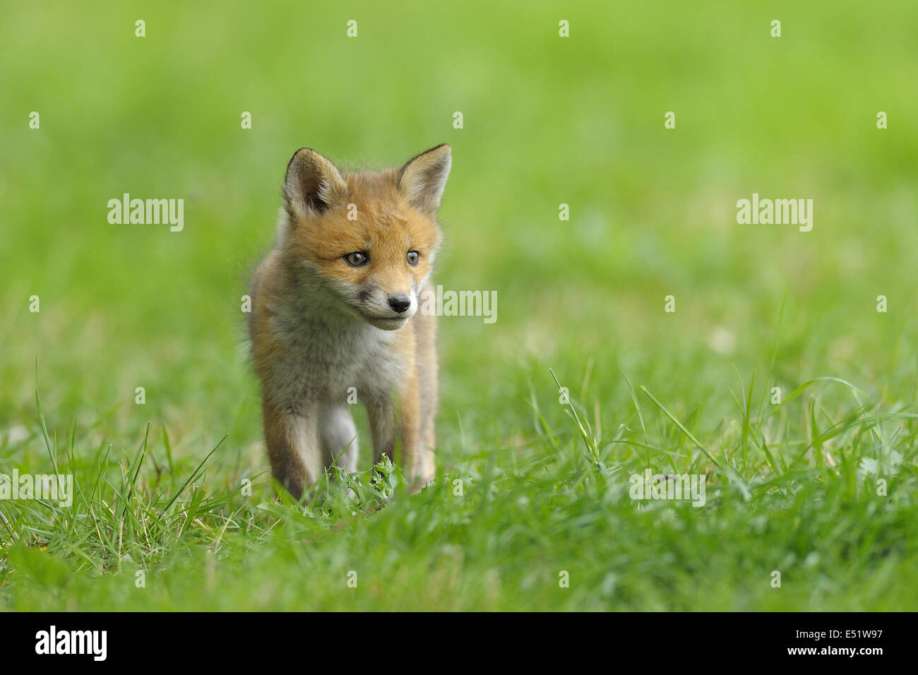 Young Red Fox, Germany Stock Photo - Alamy