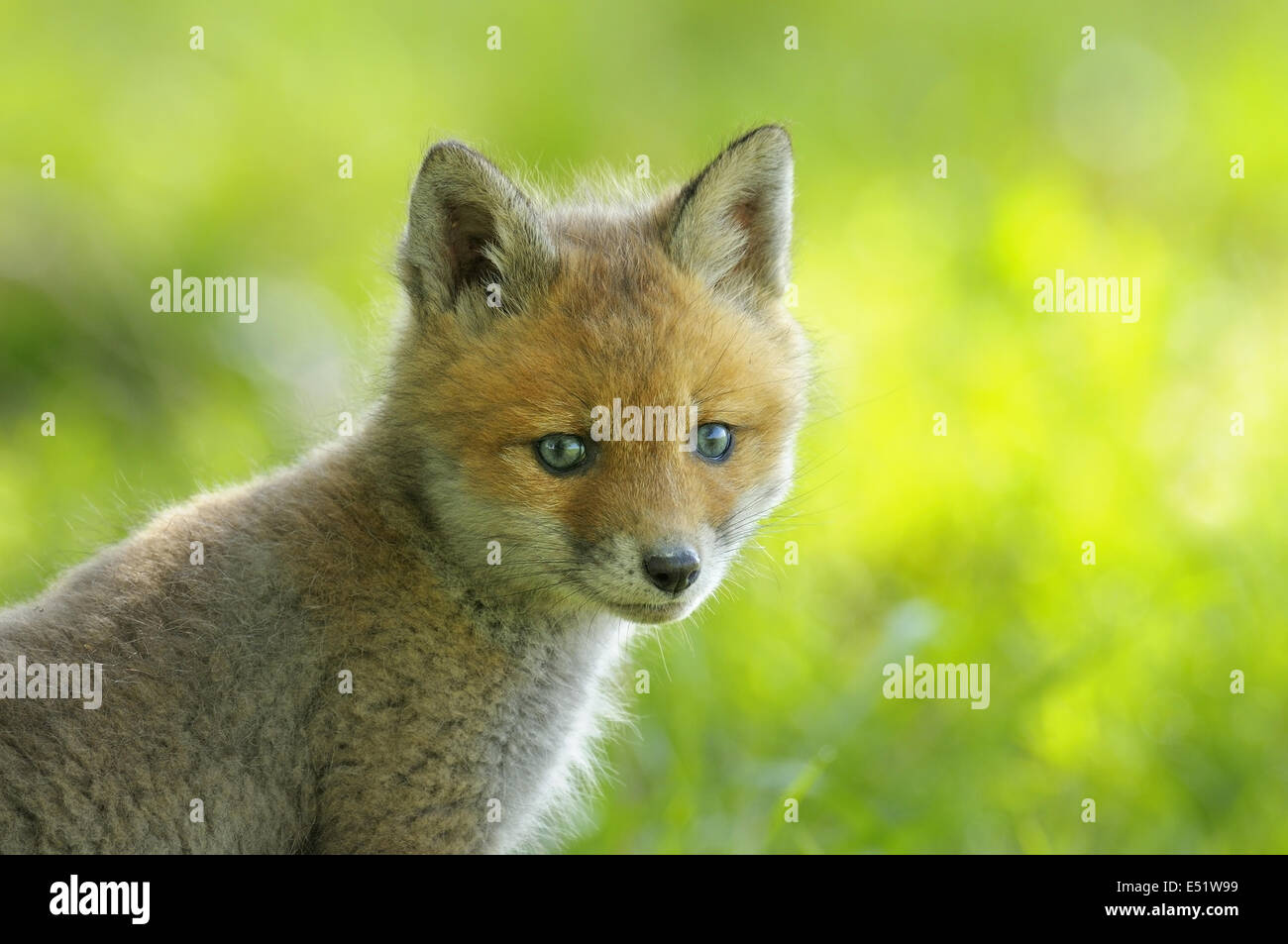 Red fox close up image hi-res stock photography and images - Alamy