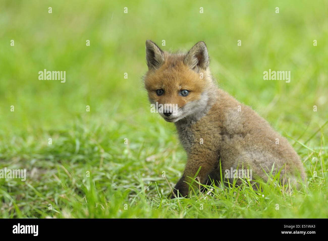 Young Red Fox, Germany Stock Photo - Alamy