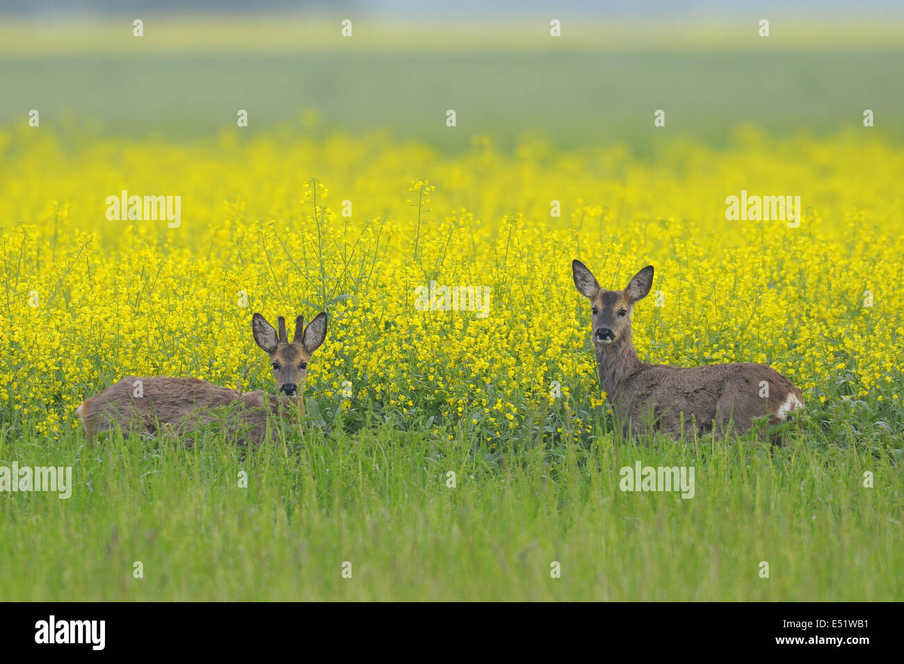 Roe deers, Germany Stock Photo - Alamy