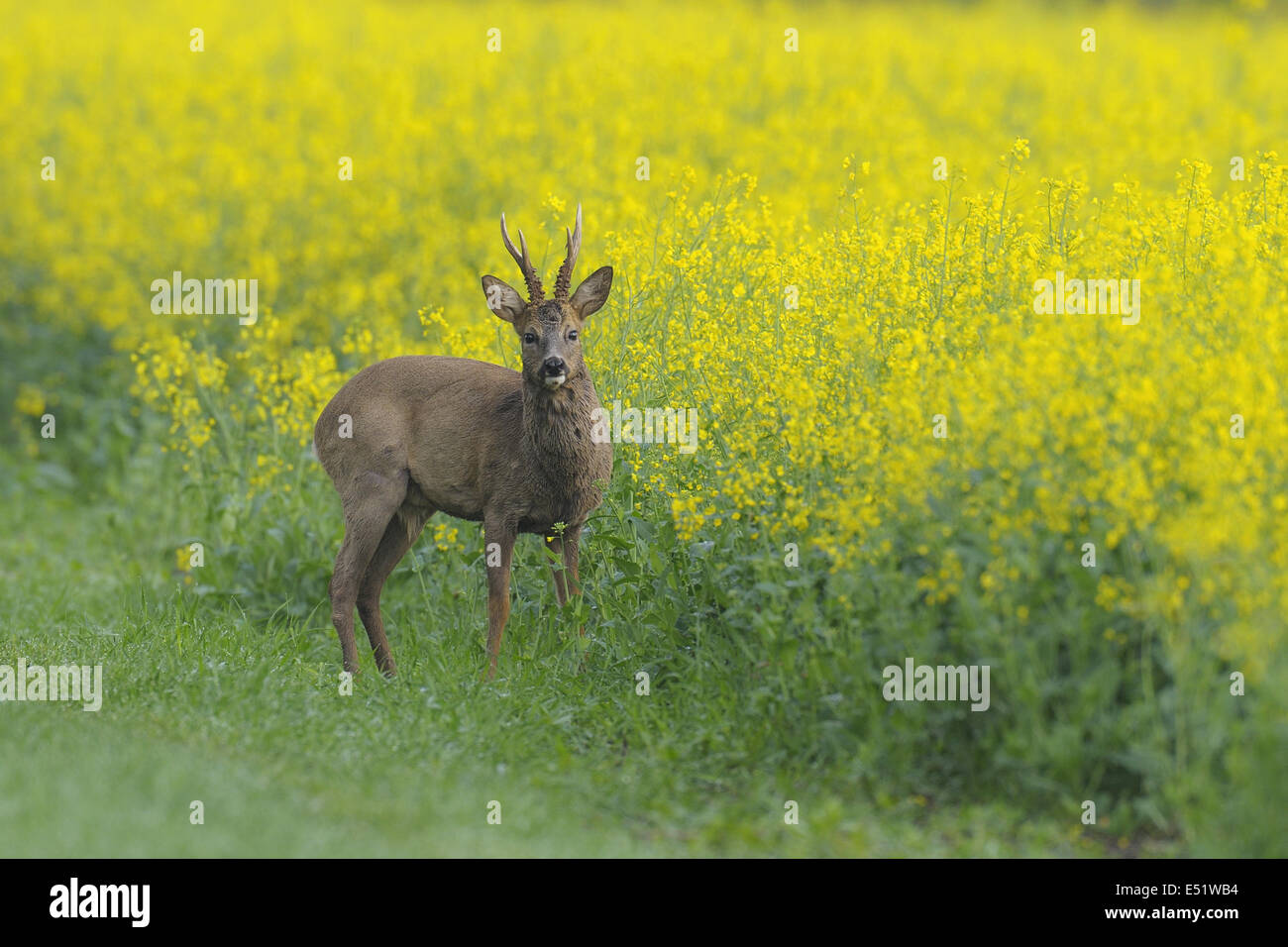 Roebuck, Capreolus capreolus, Germany Stock Photo - Alamy