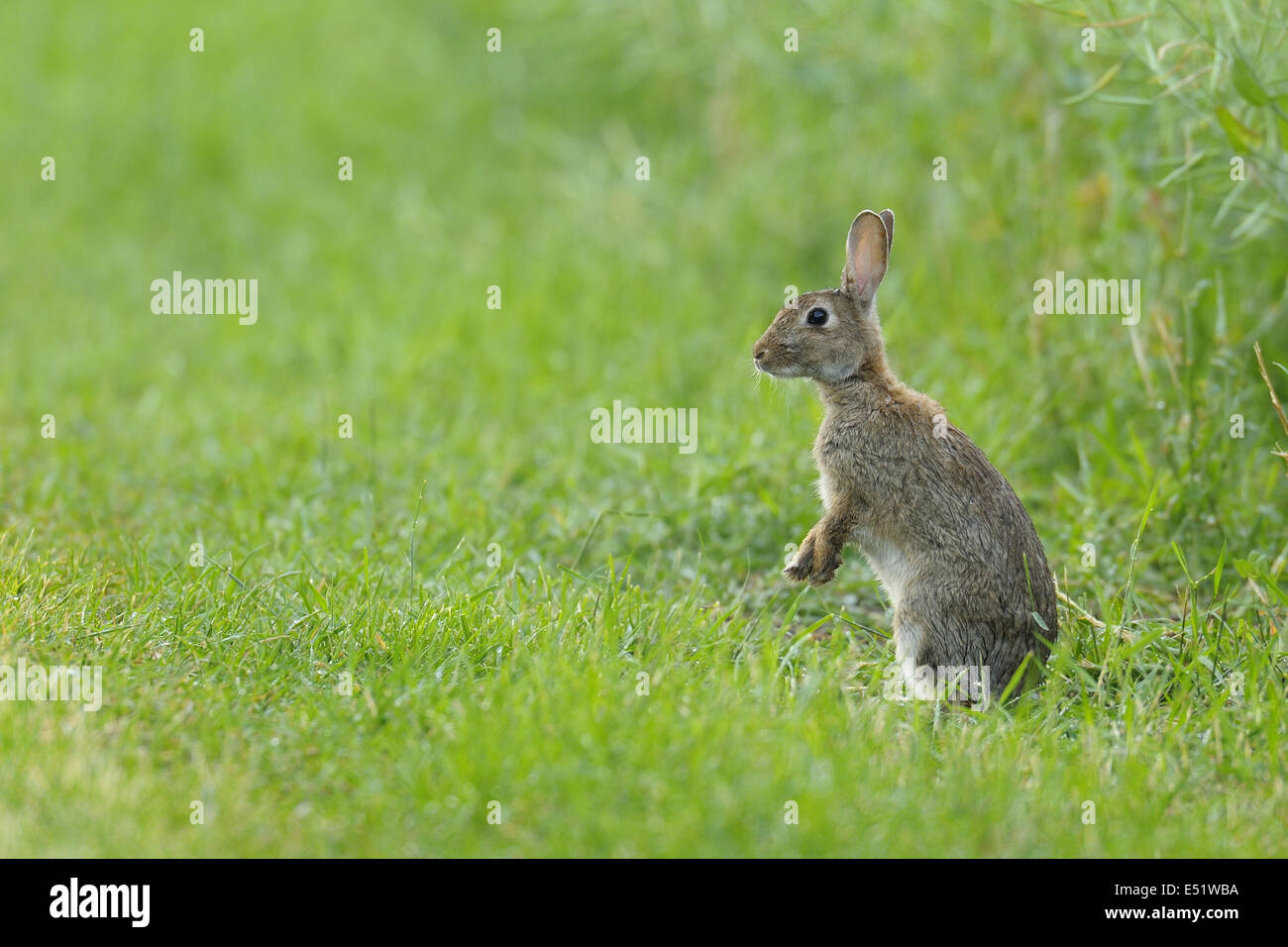 Rabbit germany hi-res stock photography and images - Alamy