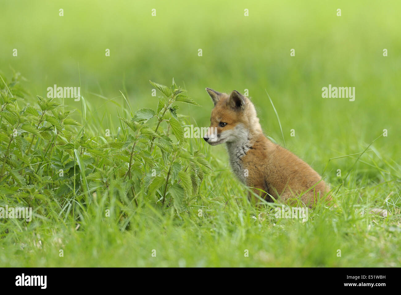 Red fox, Vulpes vulpes, Germany Stock Photo - Alamy