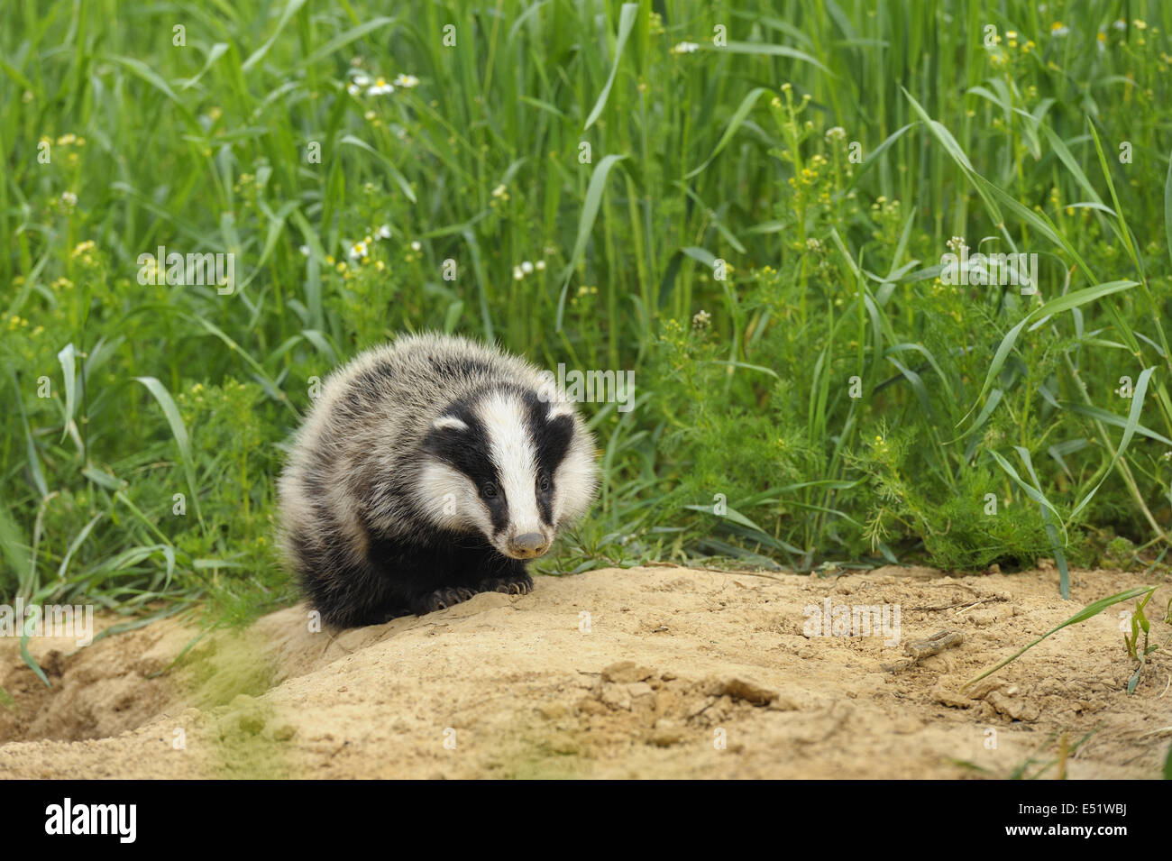 Meles meles hi-res stock photography and images - Alamy