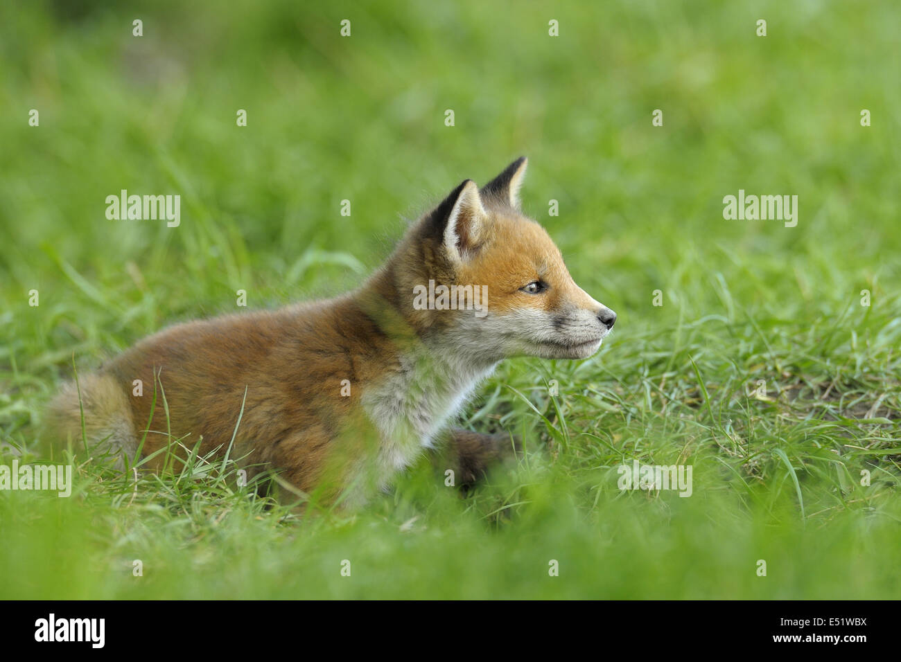 Red fox, Vulpes vulpes, Germany Stock Photo - Alamy
