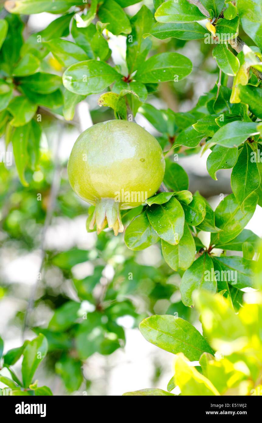 Grenade tree hi-res stock photography and images - Alamy