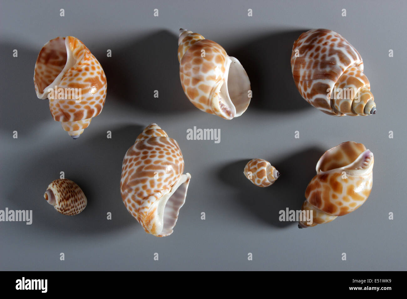 Babylon snail hi-res stock photography and images - Alamy