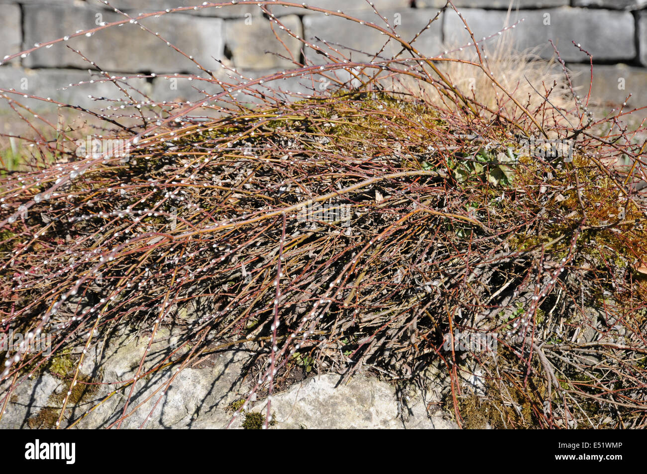 Creeping willows hi-res stock photography and images - Alamy