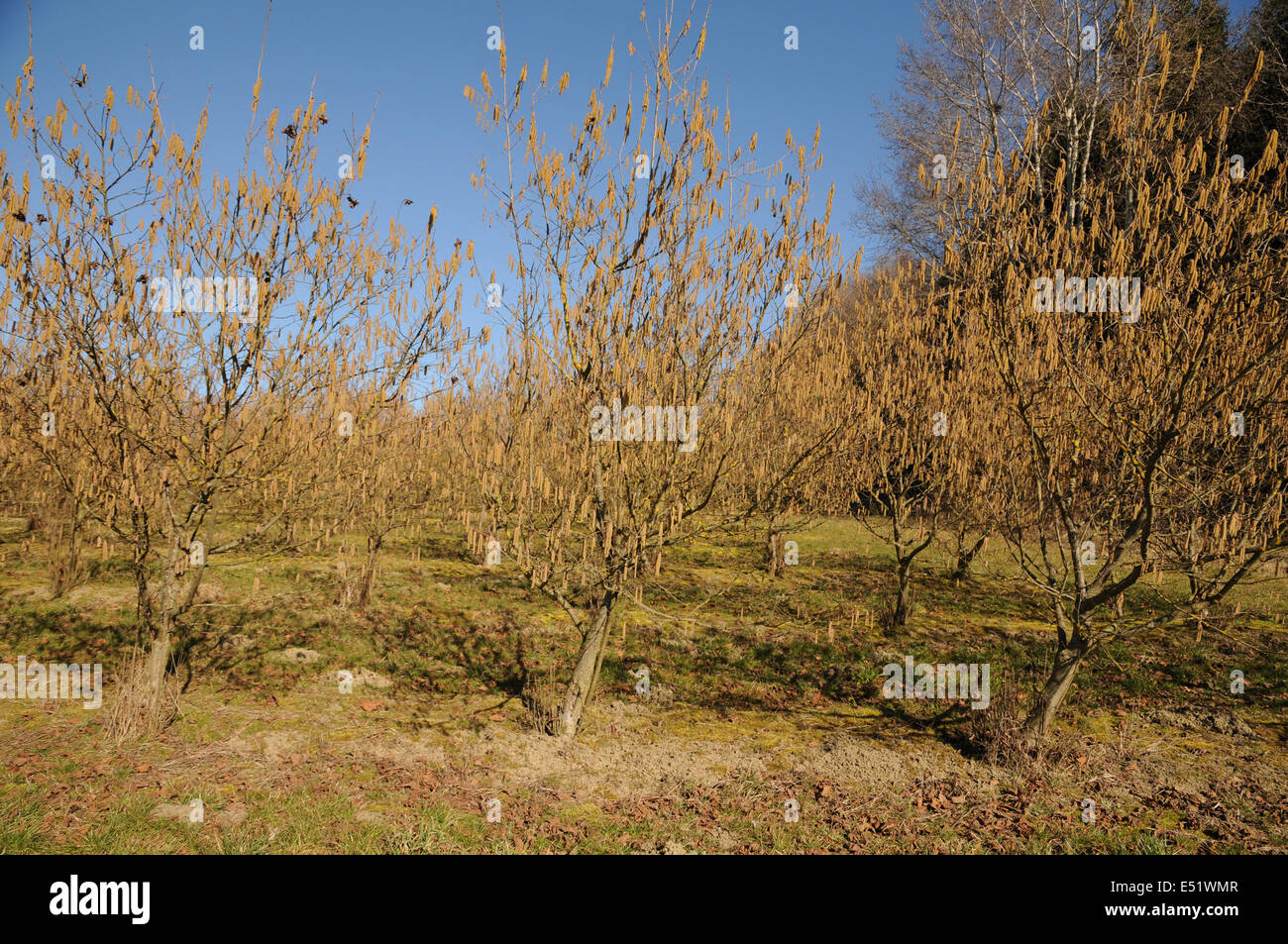 Hazel shrubs hi-res stock photography and images - Alamy