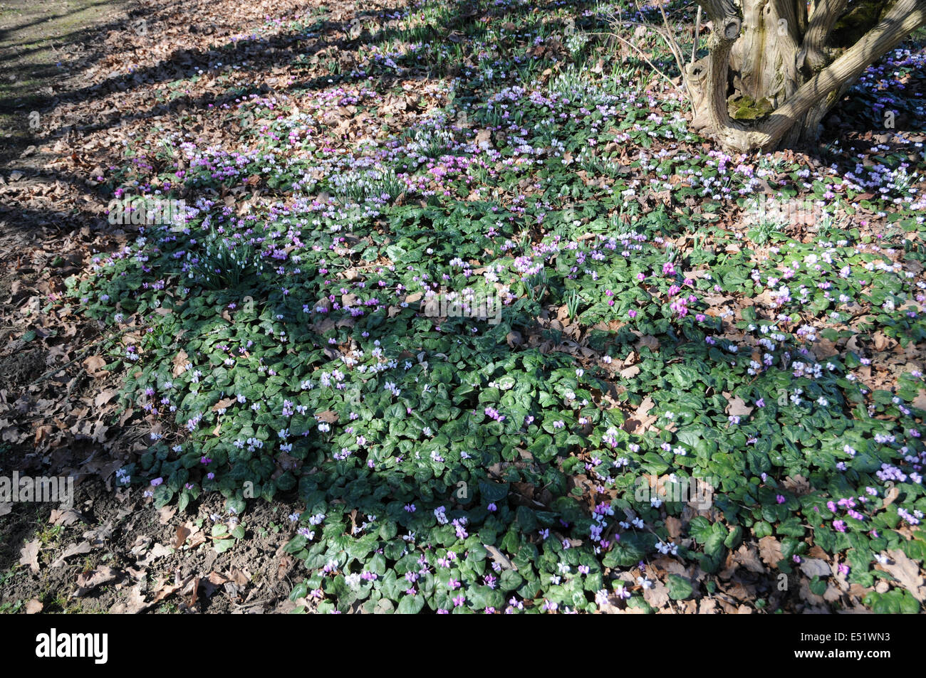 Persian violets hi-res stock photography and images - Alamy