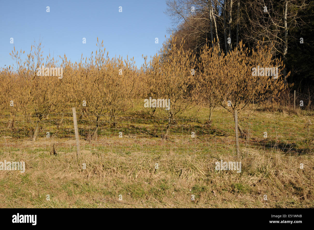 Hazel fence hi-res stock photography and images - Alamy