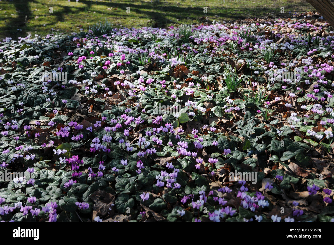 Persian violets hi-res stock photography and images - Alamy