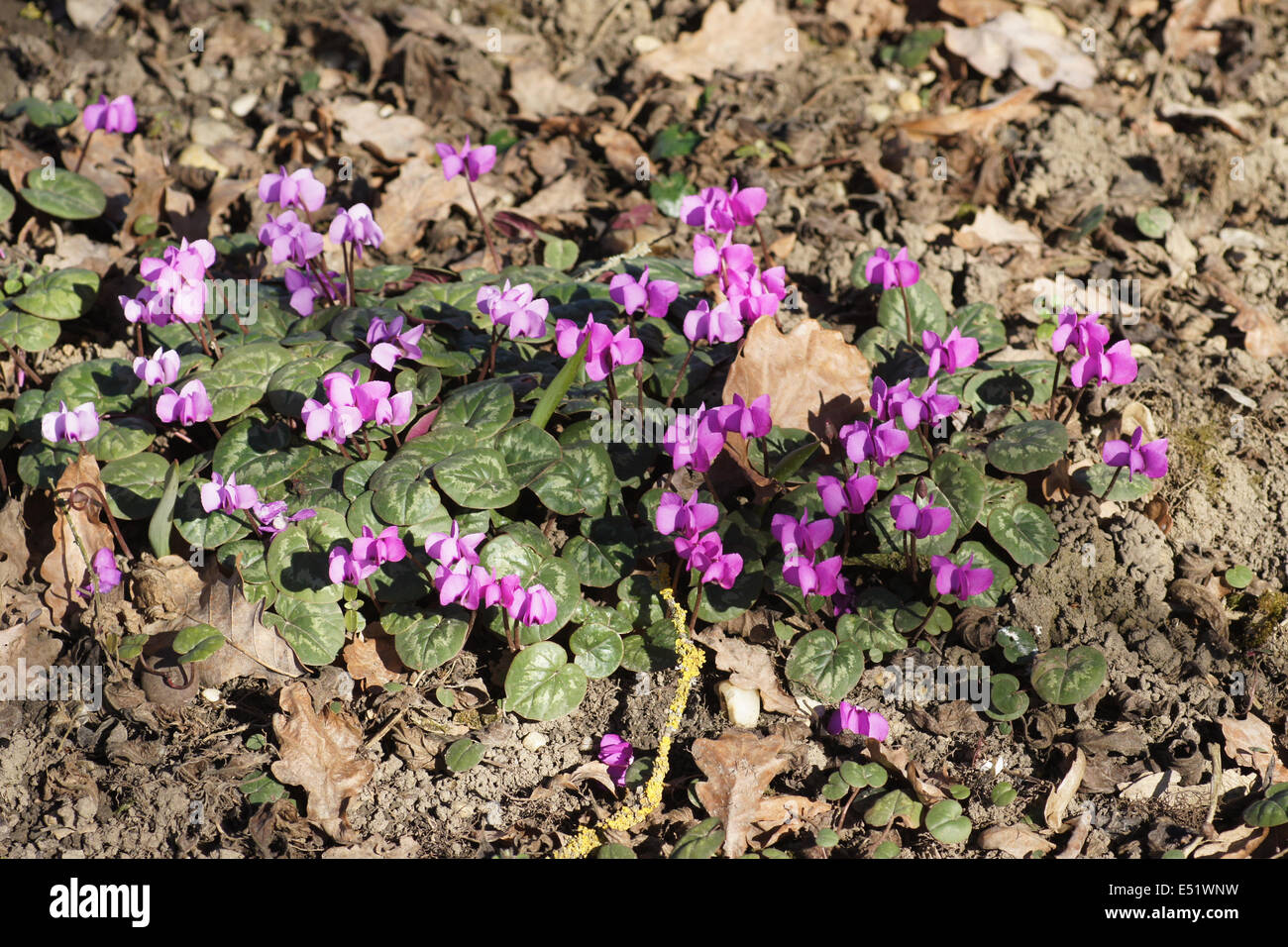 Zwiebel stauden hi-res stock photography and images - Alamy