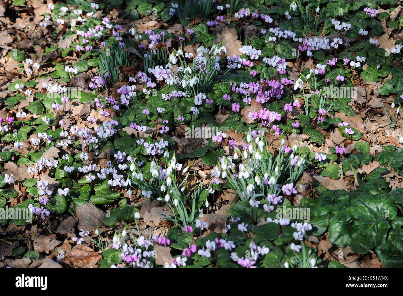 Zwiebel stauden hi-res stock photography and images - Alamy