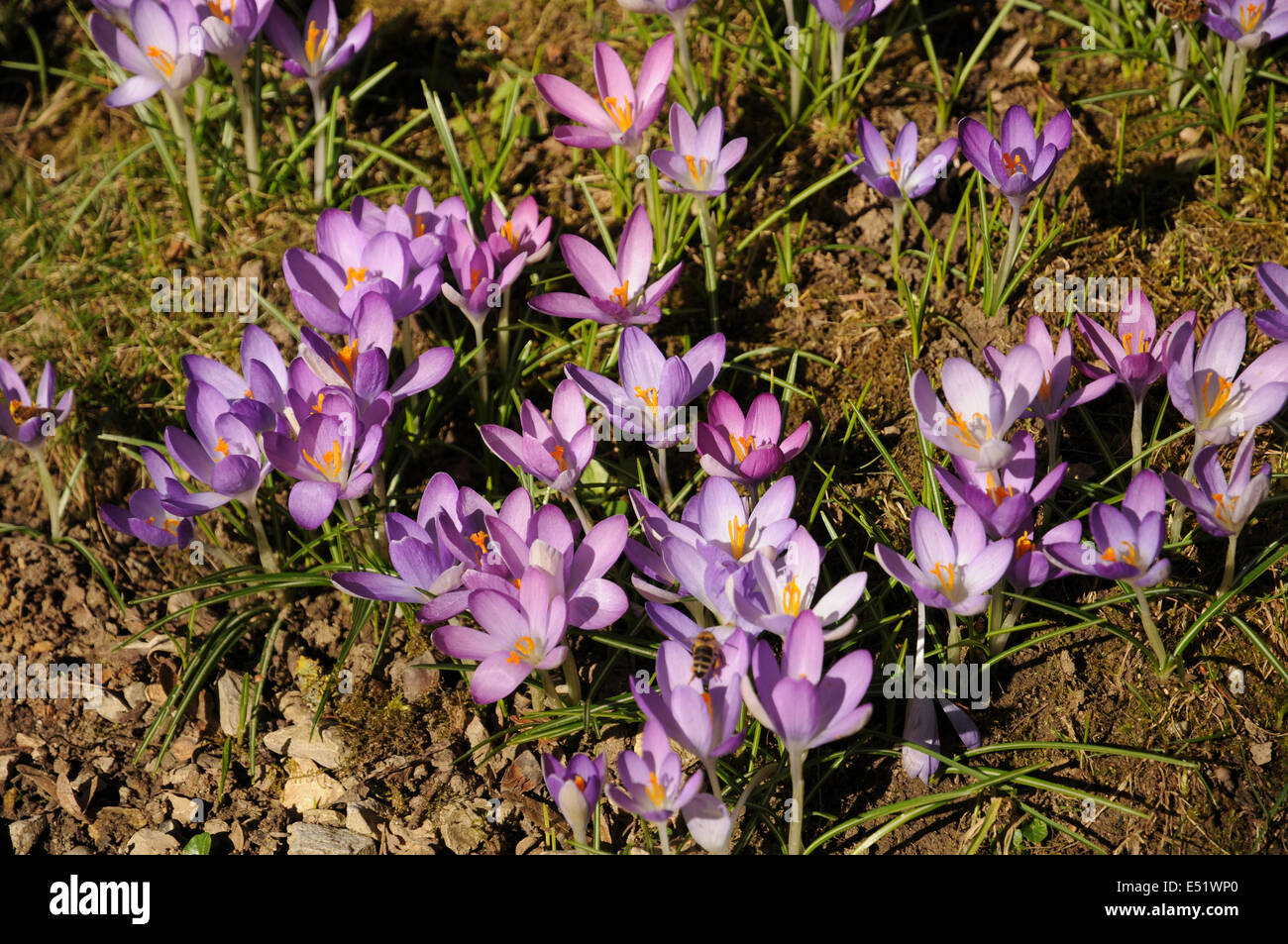 Tomasinianus High Resolution Stock Photography and Images - Alamy