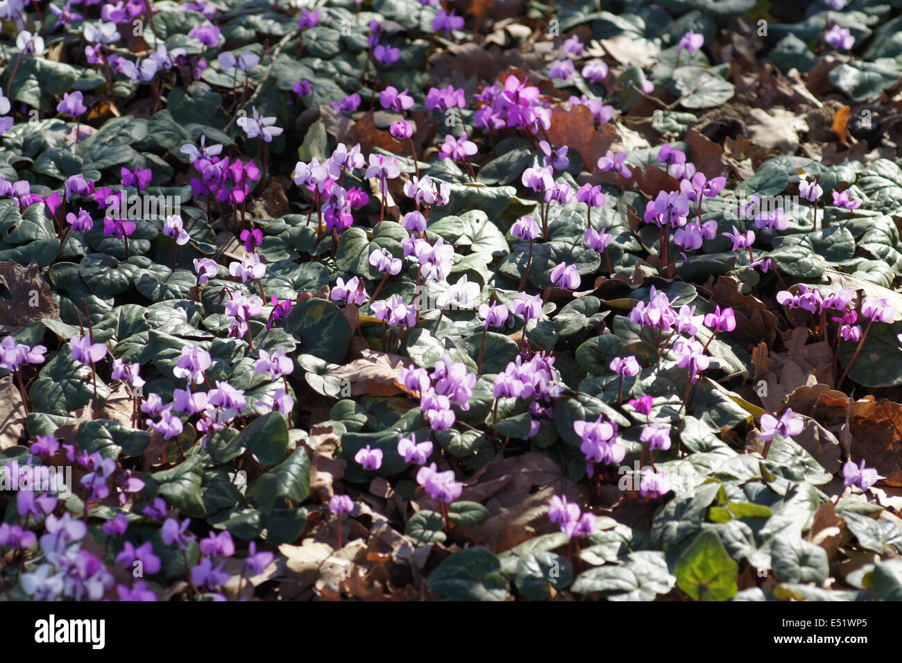 Persian violets hi-res stock photography and images - Alamy