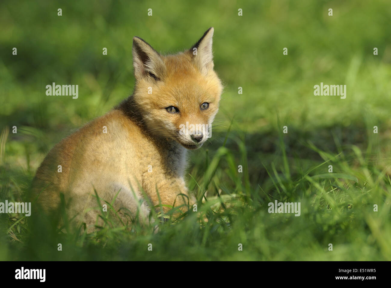 Red fox, Vulpes vulpes, Germany Stock Photo - Alamy