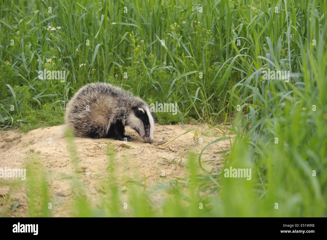 Dachs meles meles hi-res stock photography and images - Alamy