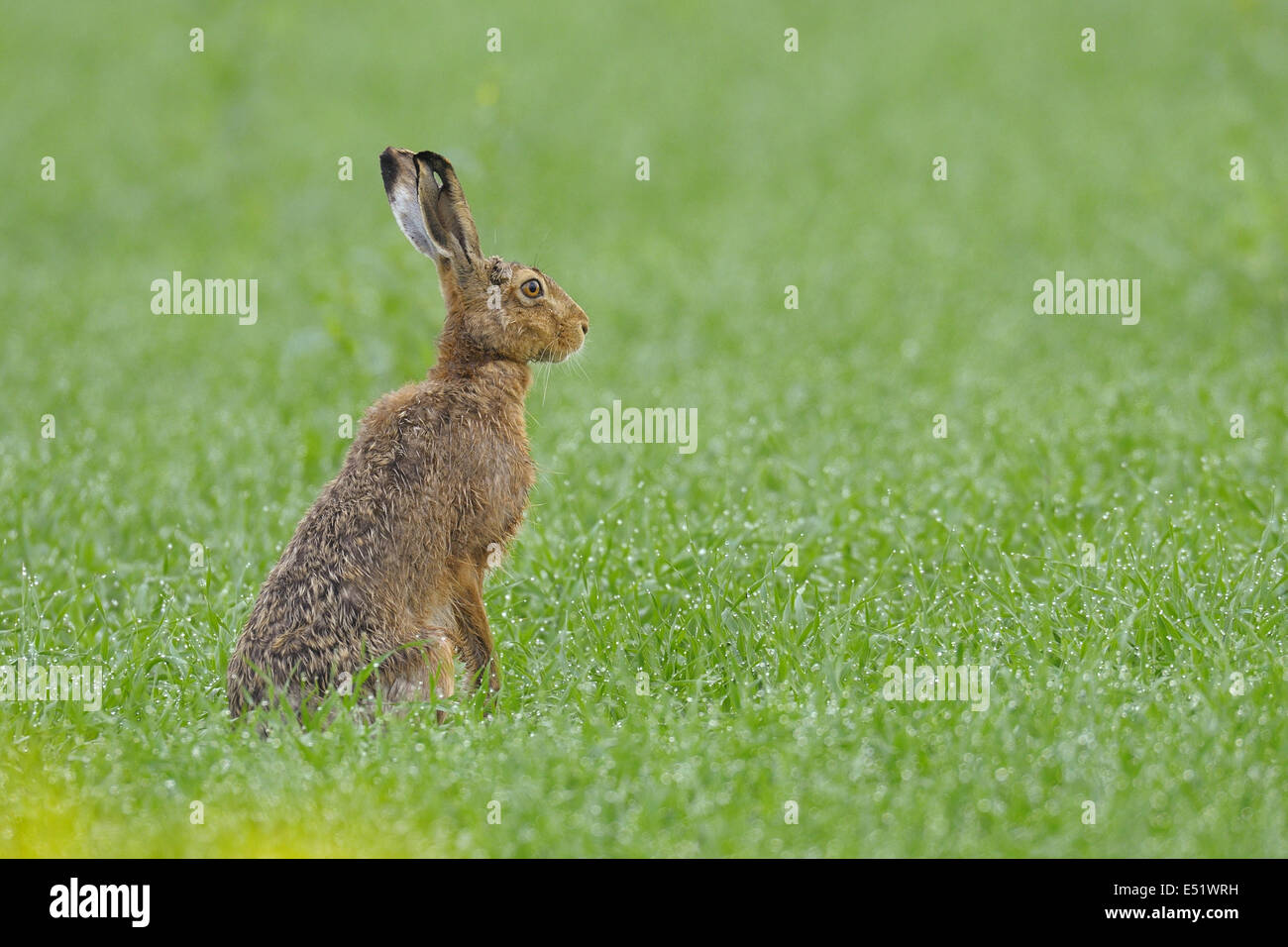 European brown hare, Germany Stock Photo - Alamy