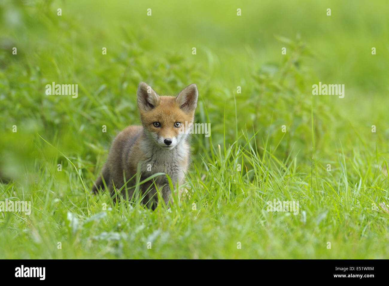 Red fox, Vulpes vulpes, Germany Stock Photo - Alamy
