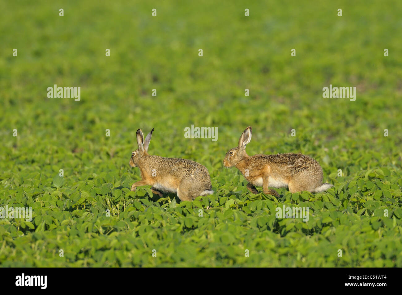 European brown hares, Germany Stock Photo - Alamy