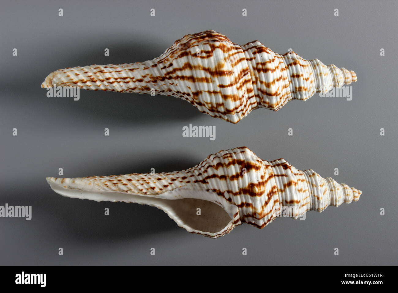 Indian Tulip Shells Stock Photo - Alamy