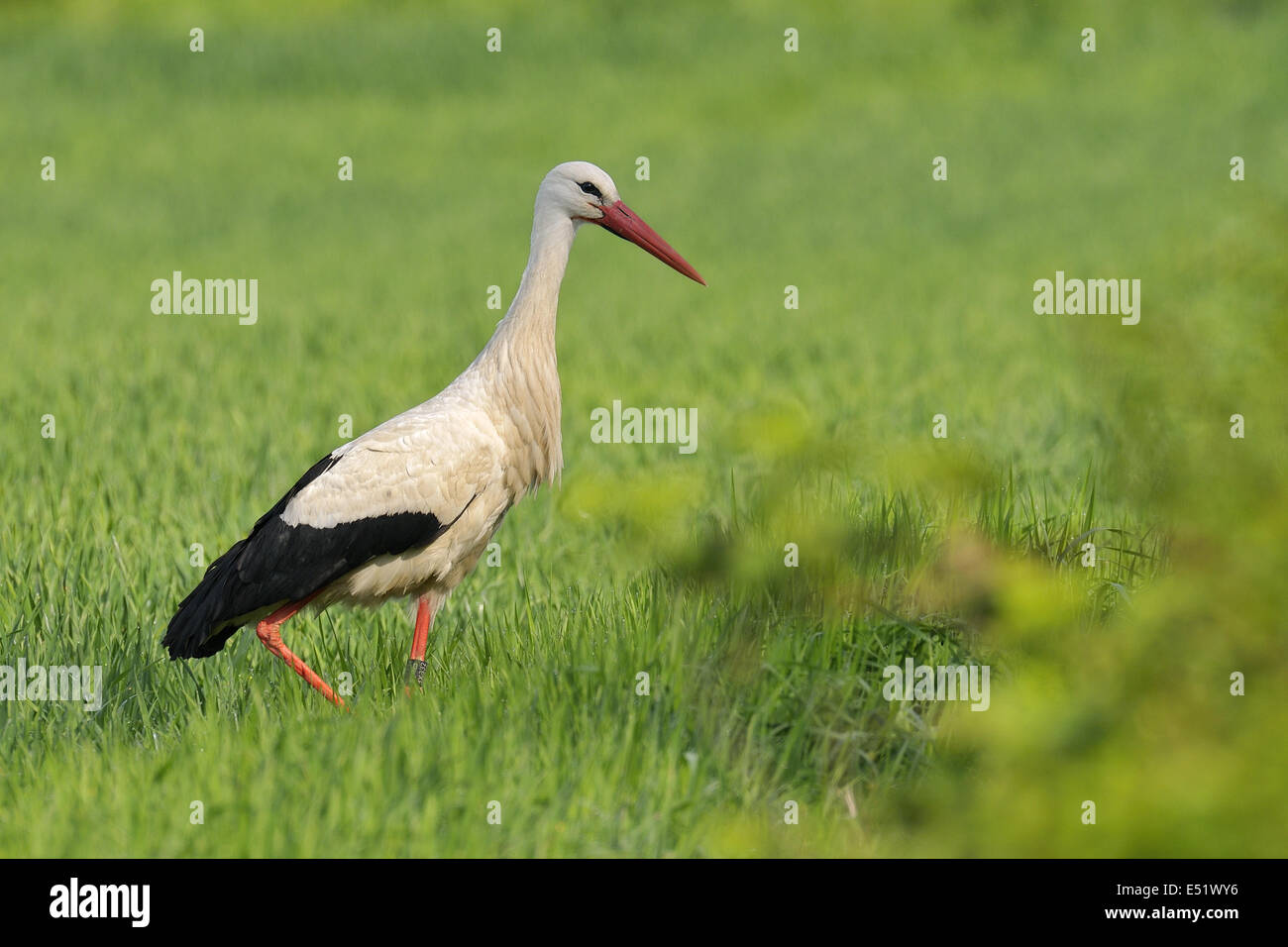 White stork, Germany Stock Photo - Alamy