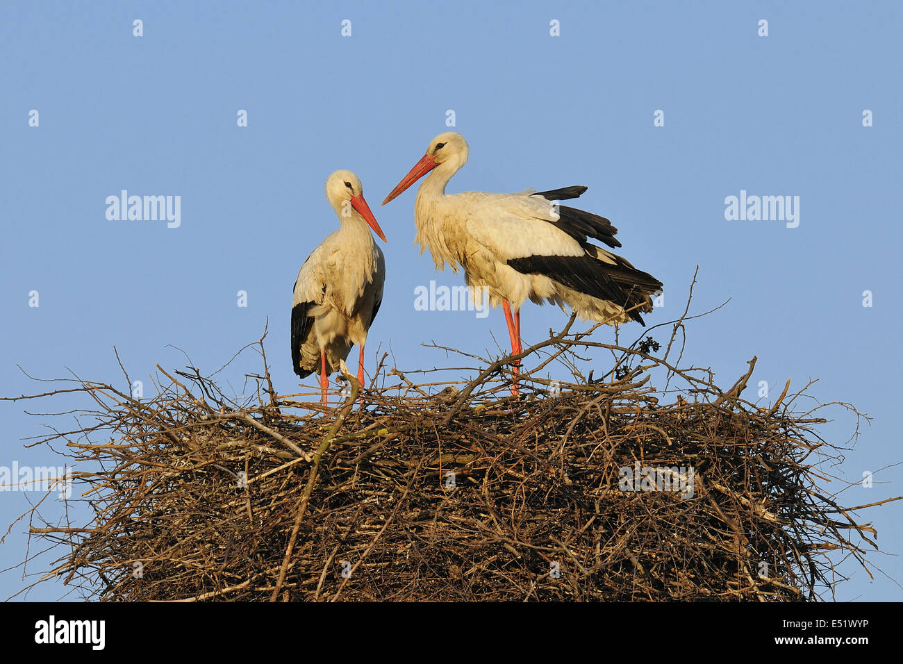 White storks, Germany Stock Photo - Alamy