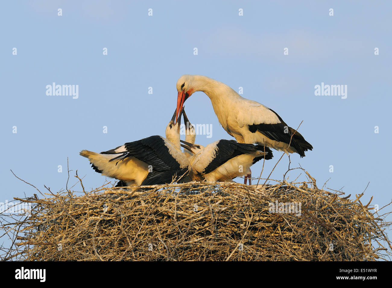 White storks on her nest, Germany Stock Photo - Alamy