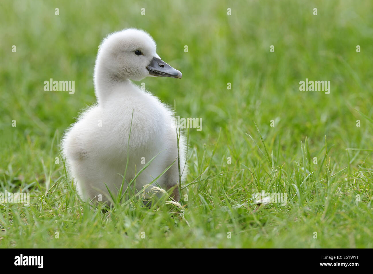 Swan chicks hi-res stock photography and images - Alamy