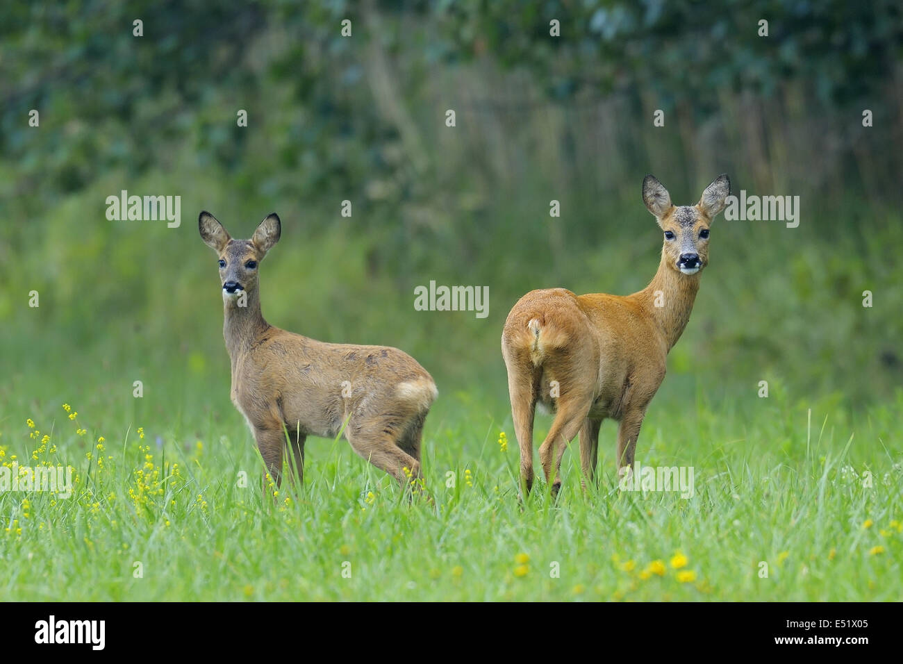 Roe deers, Germany Stock Photo - Alamy